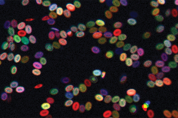 Color Coded Stem Cells Harvard Medical School